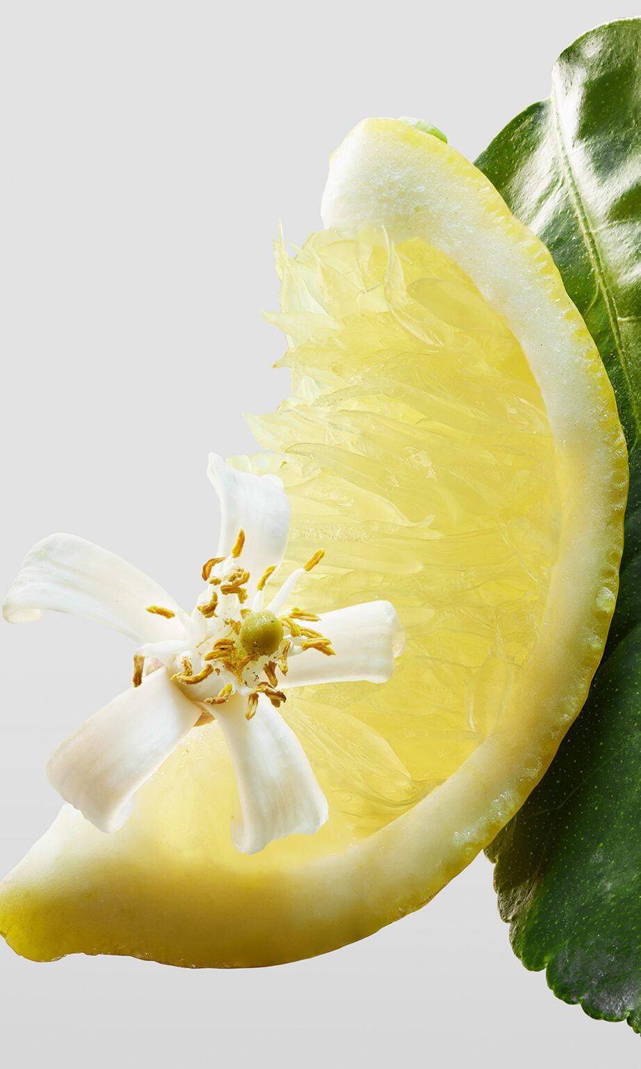 Citric, eau de parfum | Santa Eulalia Perfumes